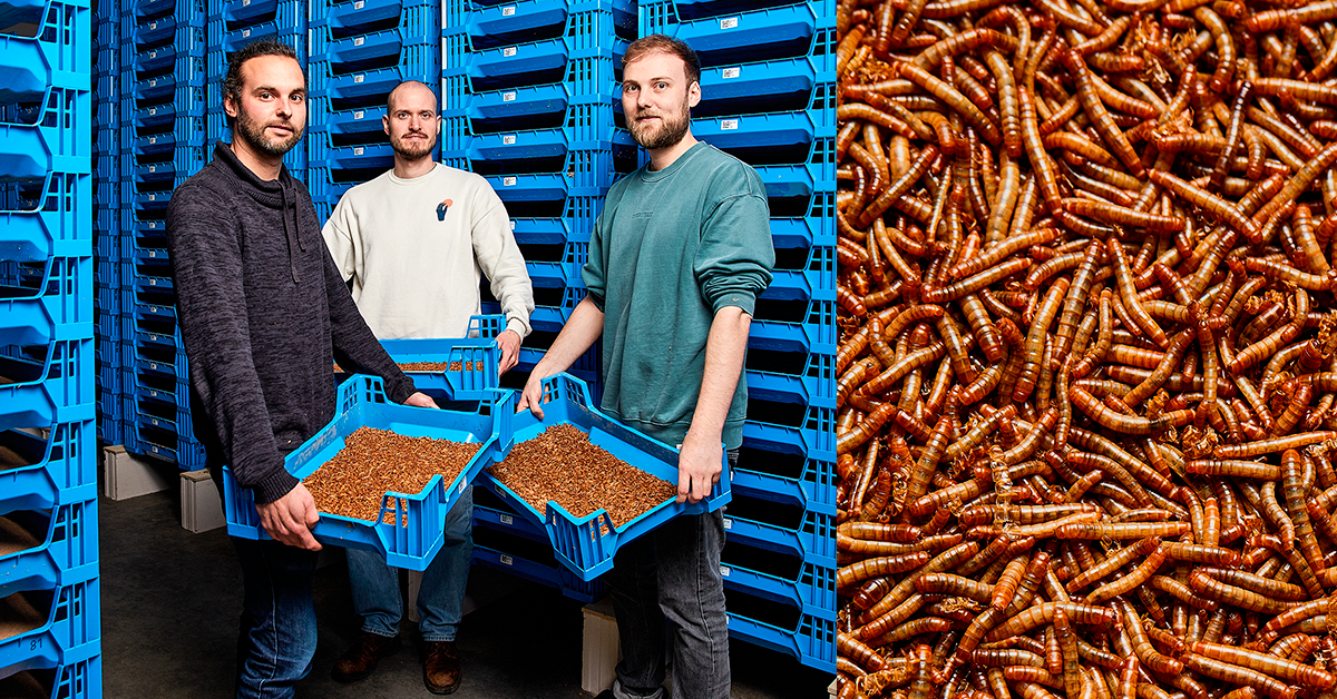 Nertus: Wurm drin - brand eins online